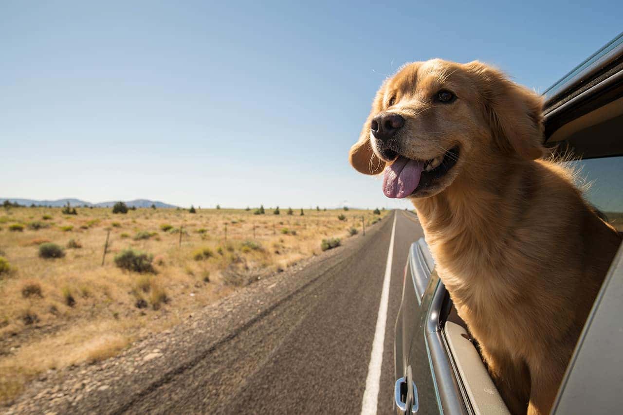 3 Tips For Driving Safely with Pets | Bernard's Chrysler Dodge Jeep Ram