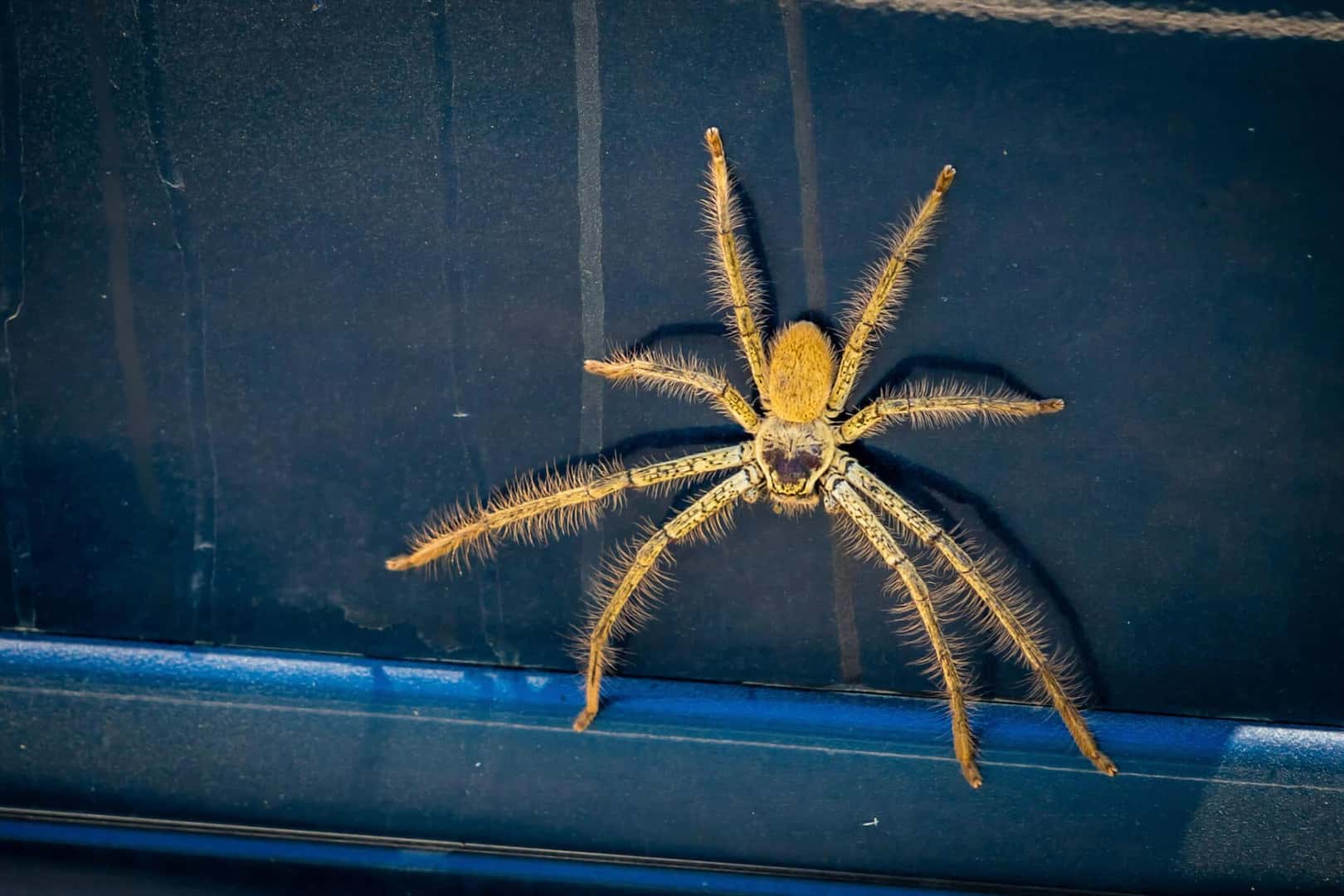 7 Steps on How to Get a Spider Out of a Car | Toyota of North Charlotte