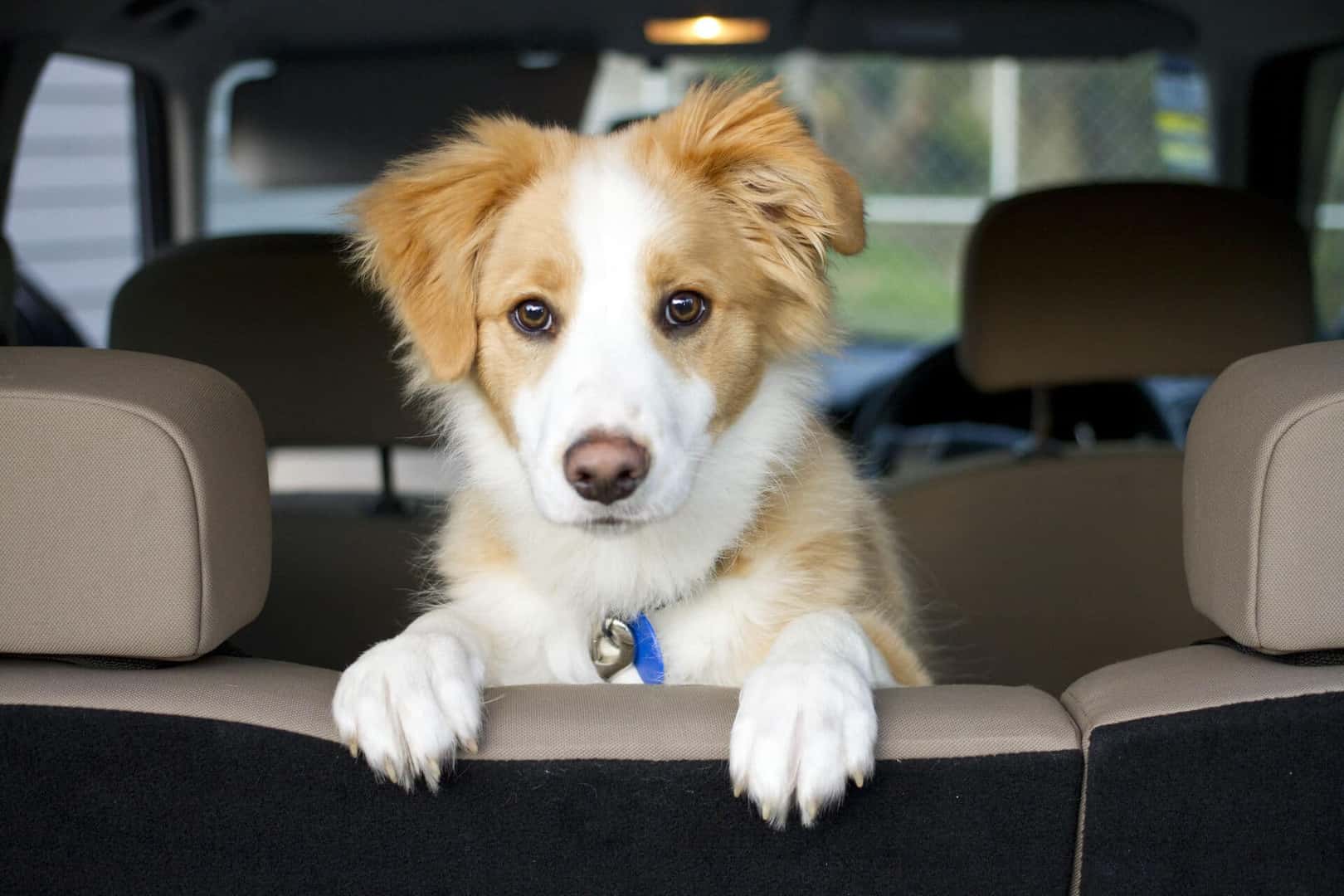 Best Toyota Cars For Dogs | Toyota of North Charlotte